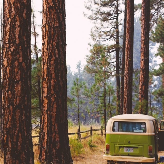 Wise and Wild - Dr. Kimberly Corson